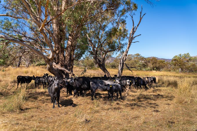 Elders Emms Mooney | Your Local Real Estate Experts