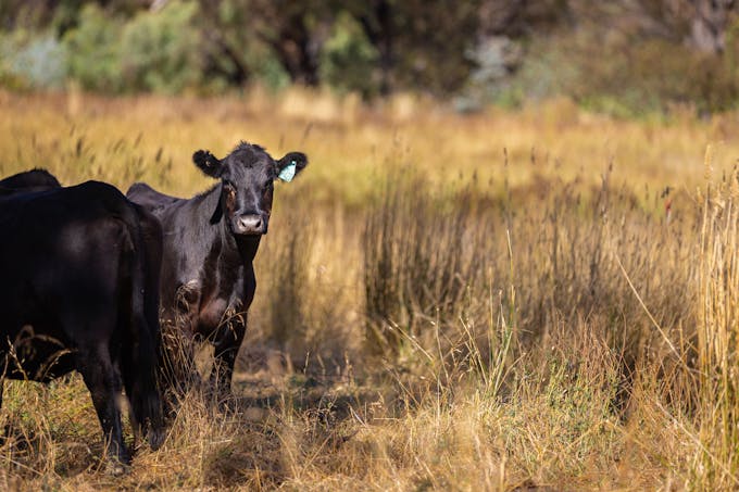 Elders Emms Mooney | Your Local Real Estate Experts